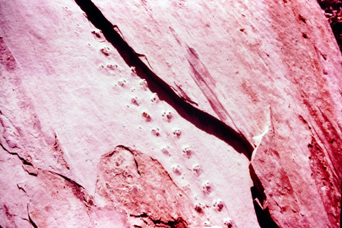 Trace fossils in the Permian Coconino Sandstone | Arizona Geological ...